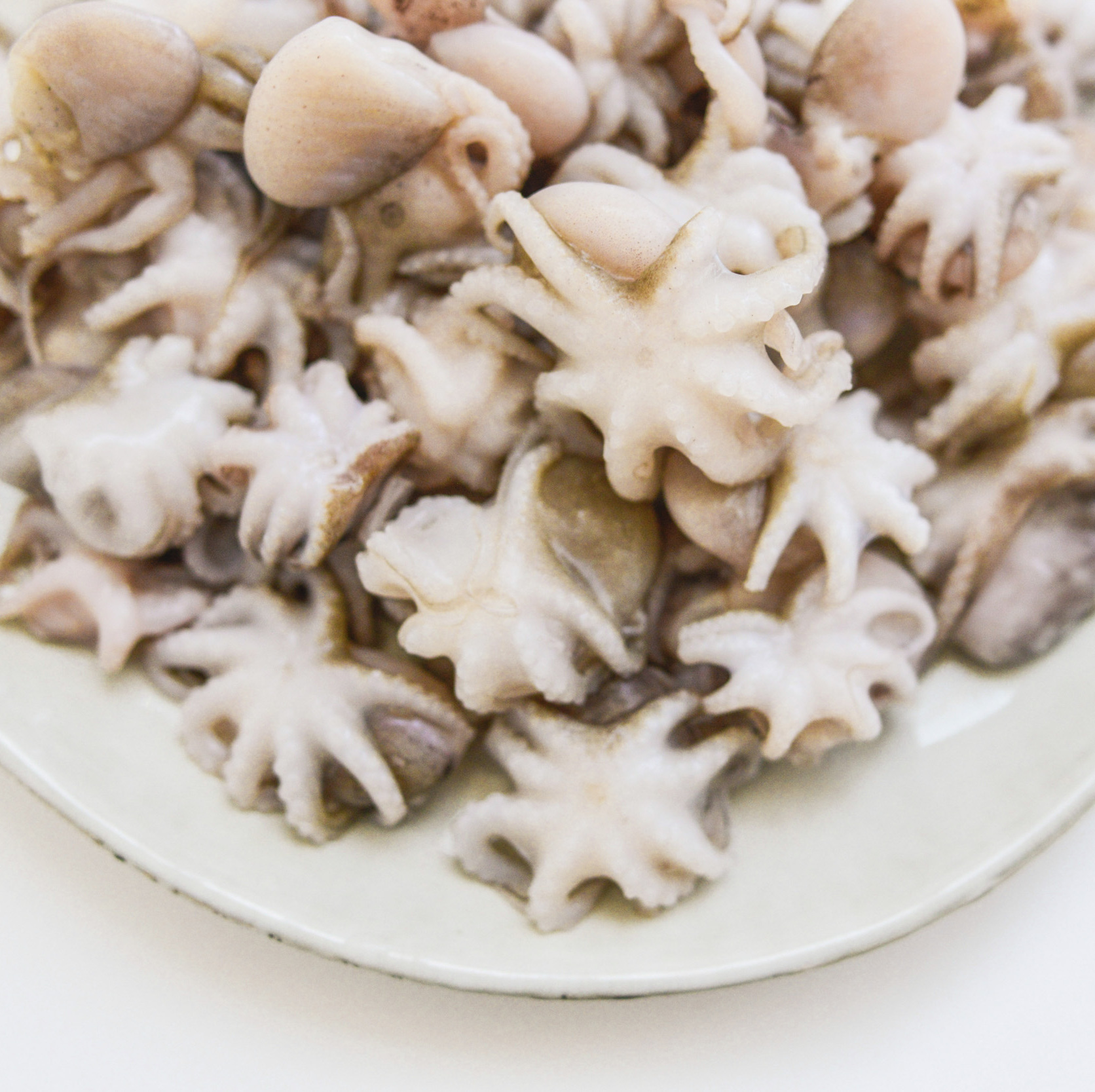 Pulpitos (1 Kg) – Outlet Sea Garden